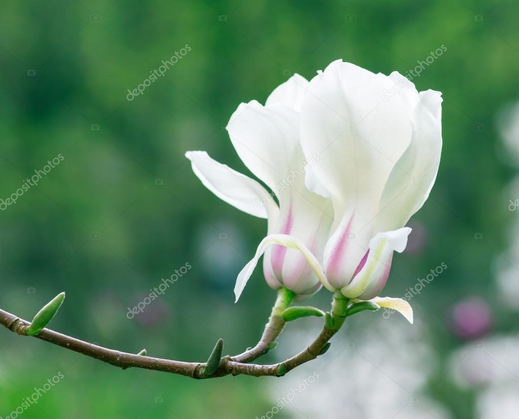 Magnolia blanca: fotografía de stock © Julia_Arda #73496263 | Depositphotos