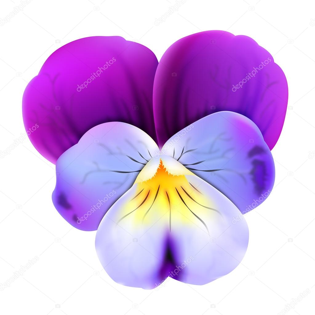 Pansy Stock Vector Image by ©Ivan_Snegirev #64378033