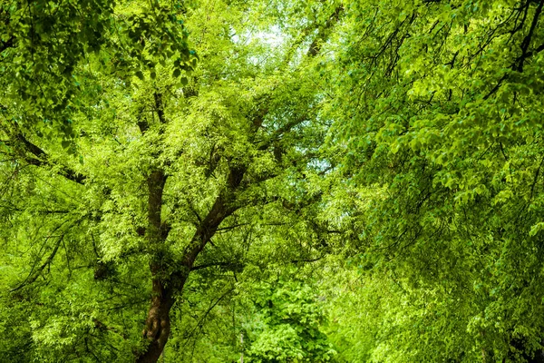 Arboles verde imagen fotos de stock, imágenes de Arboles verde imagen ...