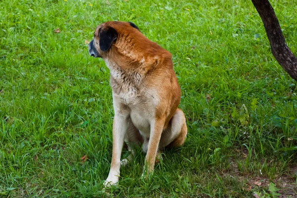 Perro defecando fotos de stock, imágenes de Perro defecando sin ...