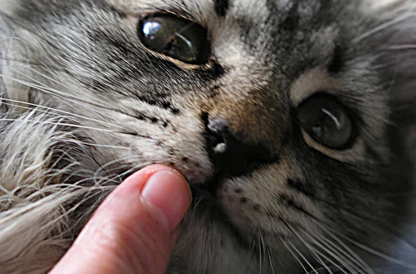 Cat sniffing Stock Photos, Royalty Free Cat sniffing Images | Depositphotos