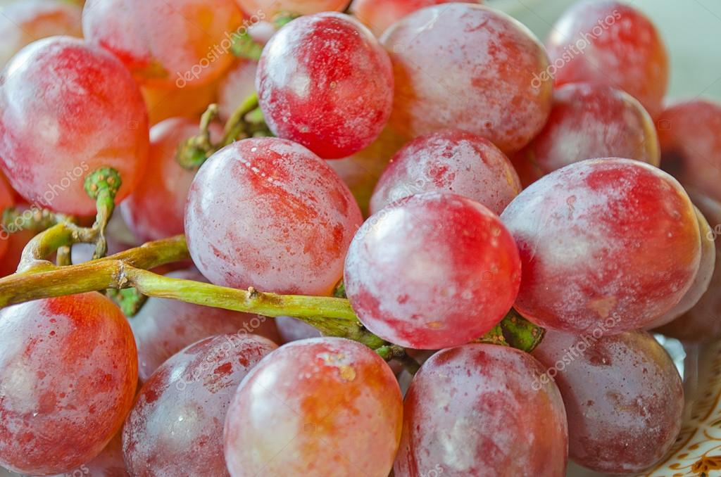 Red Grape,Vitis vinifera Linn of Vitidaceae — Stock Photo © kobfujar ...