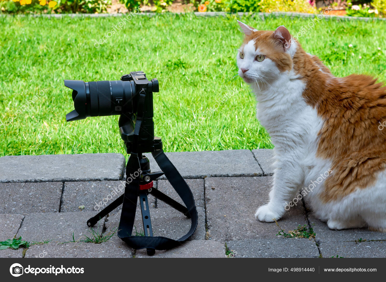 Joke Cats Camera Backyard Have Photo Session Take Pictures Each — Stock ...