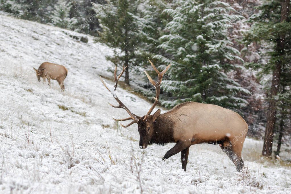 Alce toro maduro que marca su territorio durante la rutina de otoño.. 2024