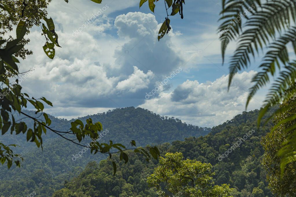 Selva y árboles del norte de Sumatra, en el Parque Nacional Gunung ...