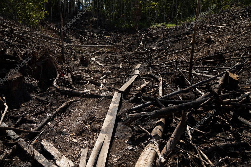 Selva tropical, quemada, talada y destruida, para extracción de madera ...