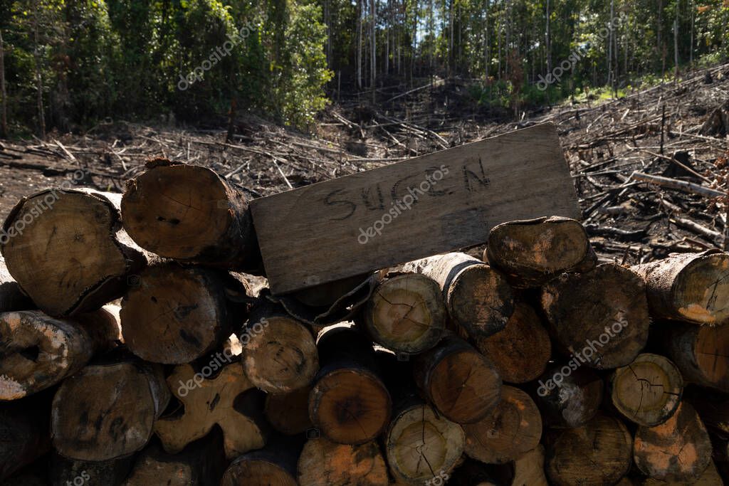 Selva tropical, quemada, talada y destruida, para extracción de madera ...