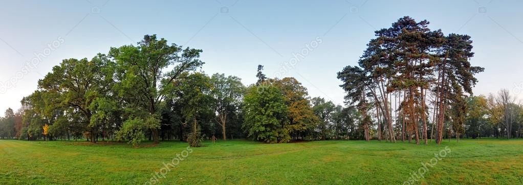 Forest panorama — Stock Photo © TTstudio #67469495