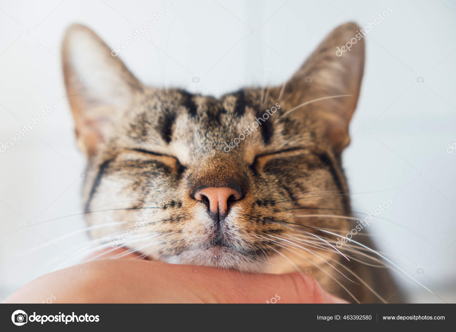 Cute Tabby Kitty Enjoying Caresses His Human Female Hand Petting Stock ...