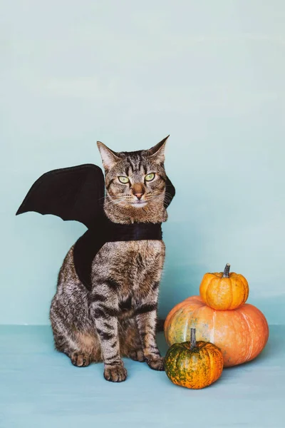 Cute funny tabby cat dressed as bat with black wings. - Stock Image ...