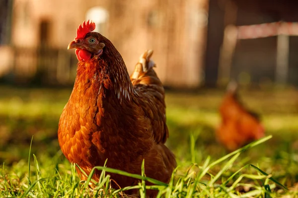 Chicken free range Stock Photos, Royalty Free Chicken free range Images ...