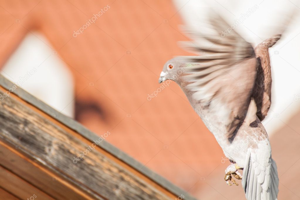 Pigon in portrait — Stock Photo © Hopf23 #92840276