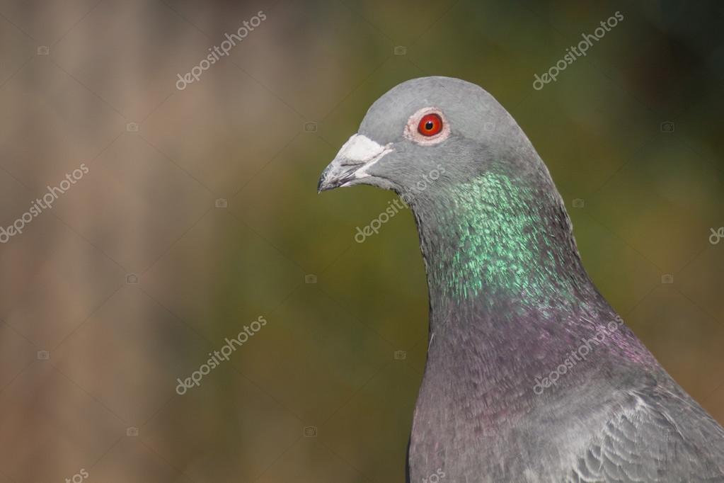 Pigon in portrait — Stock Photo © Hopf23 #92840382