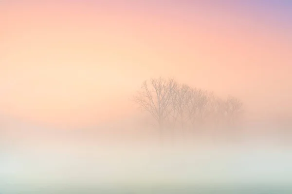 Misty kehoe fotos de stock, imágenes de Misty kehoe sin royalties ...