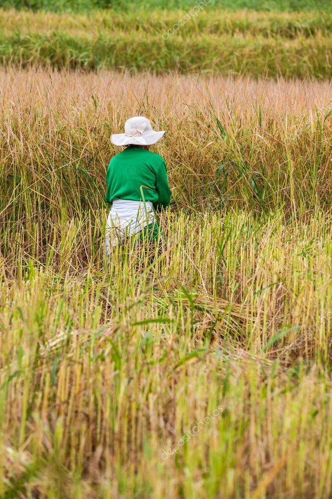 Working man on the rice field — Stock Photo © DenBoma #93293558