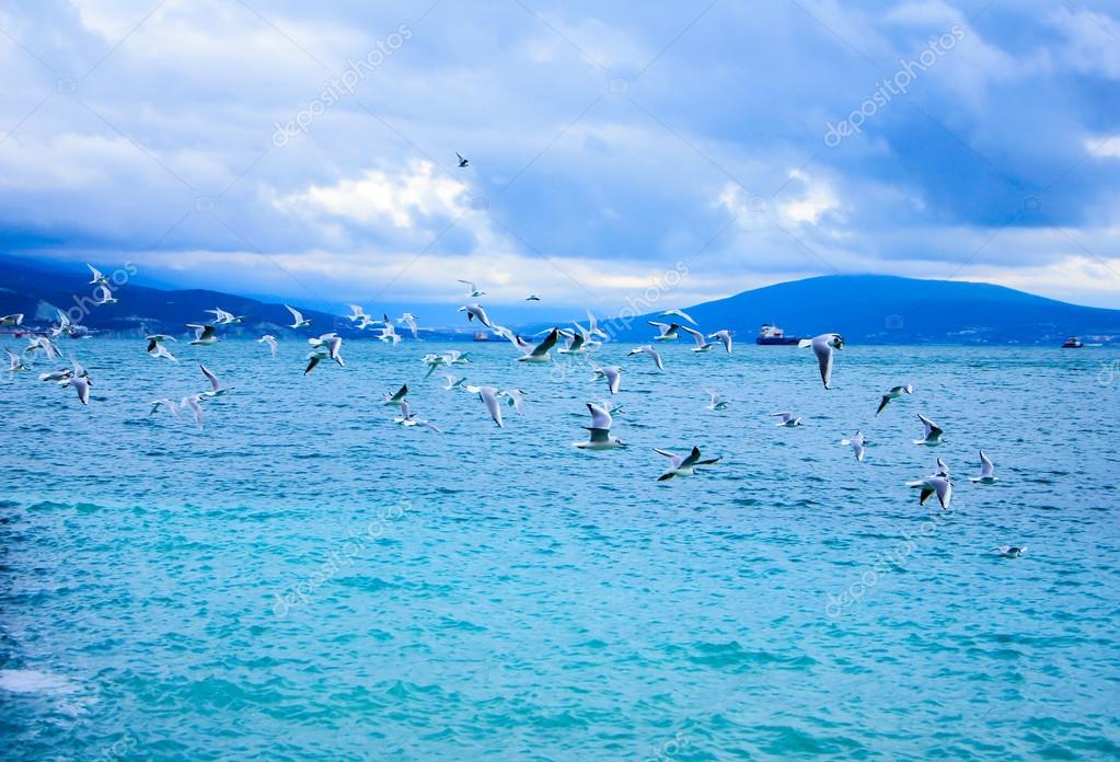 A flight of gulls way — Stock Photo © druidairin #67492871
