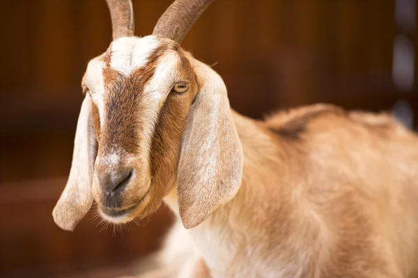 Chinese knot goat Stock Photos, Royalty Free Chinese knot goat Images ...