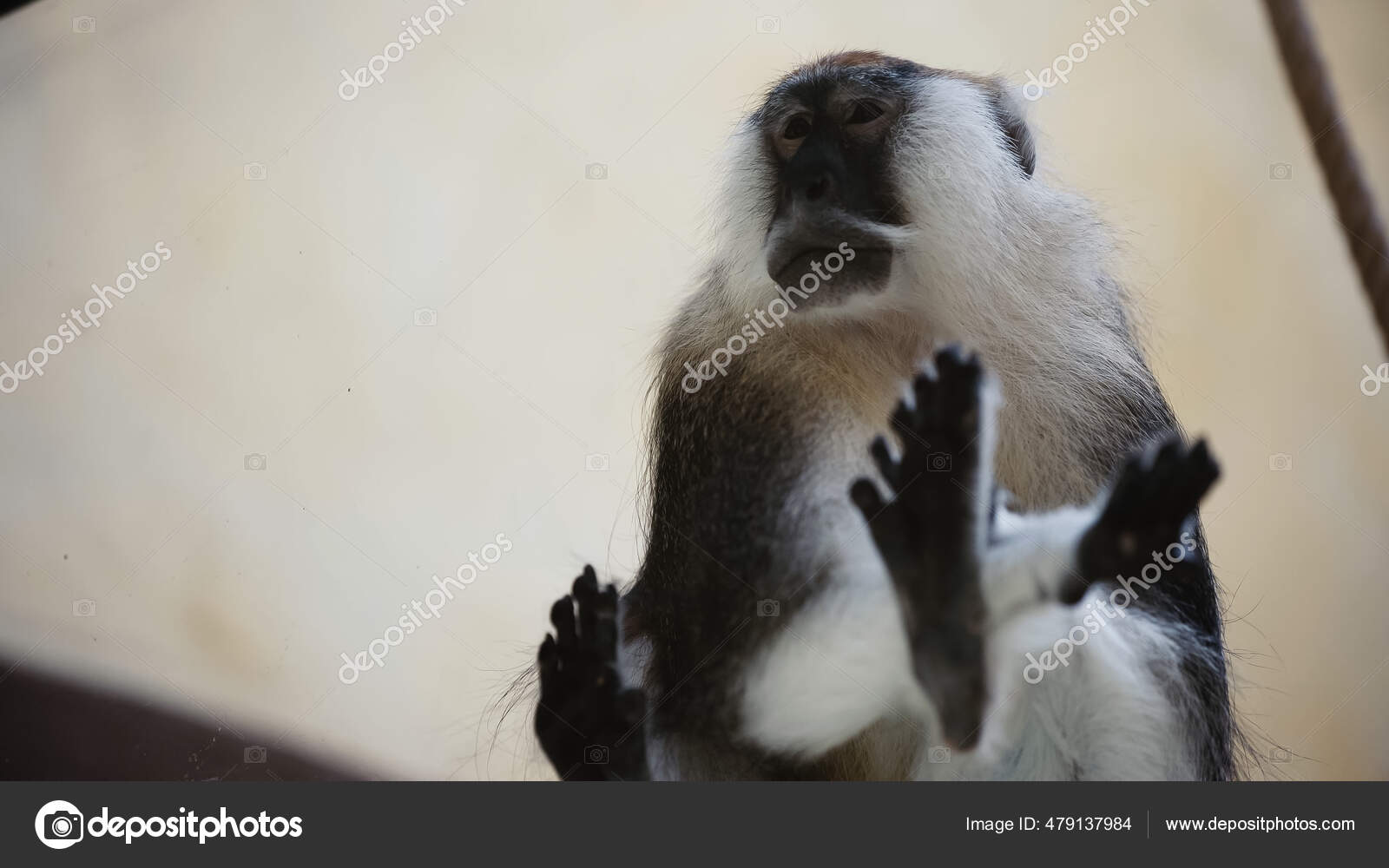 Low Angle View Furry Monkey Sitting Glass Zoo — Stock Photo ...