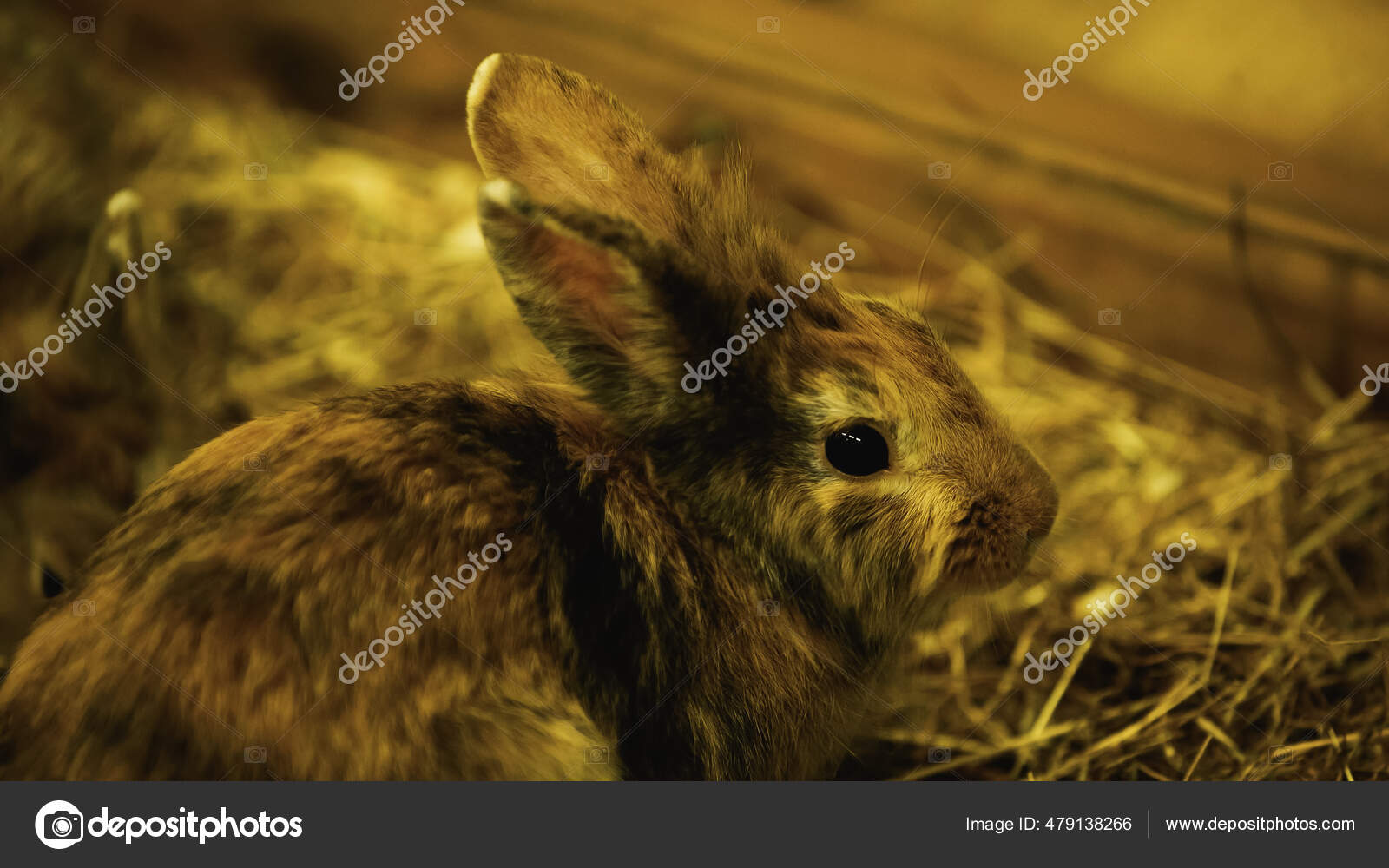 Fluffy Soft Rabbit Eating Grass Zoo — Stock Photo © RostyslavOleksin ...