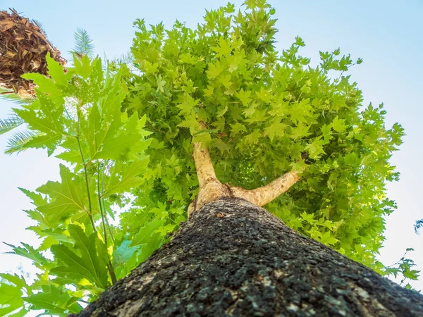 Green crown of a deciduous tree on a sunny summer day - Stock Image ...