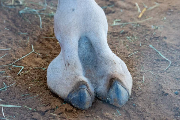 Camels Feet