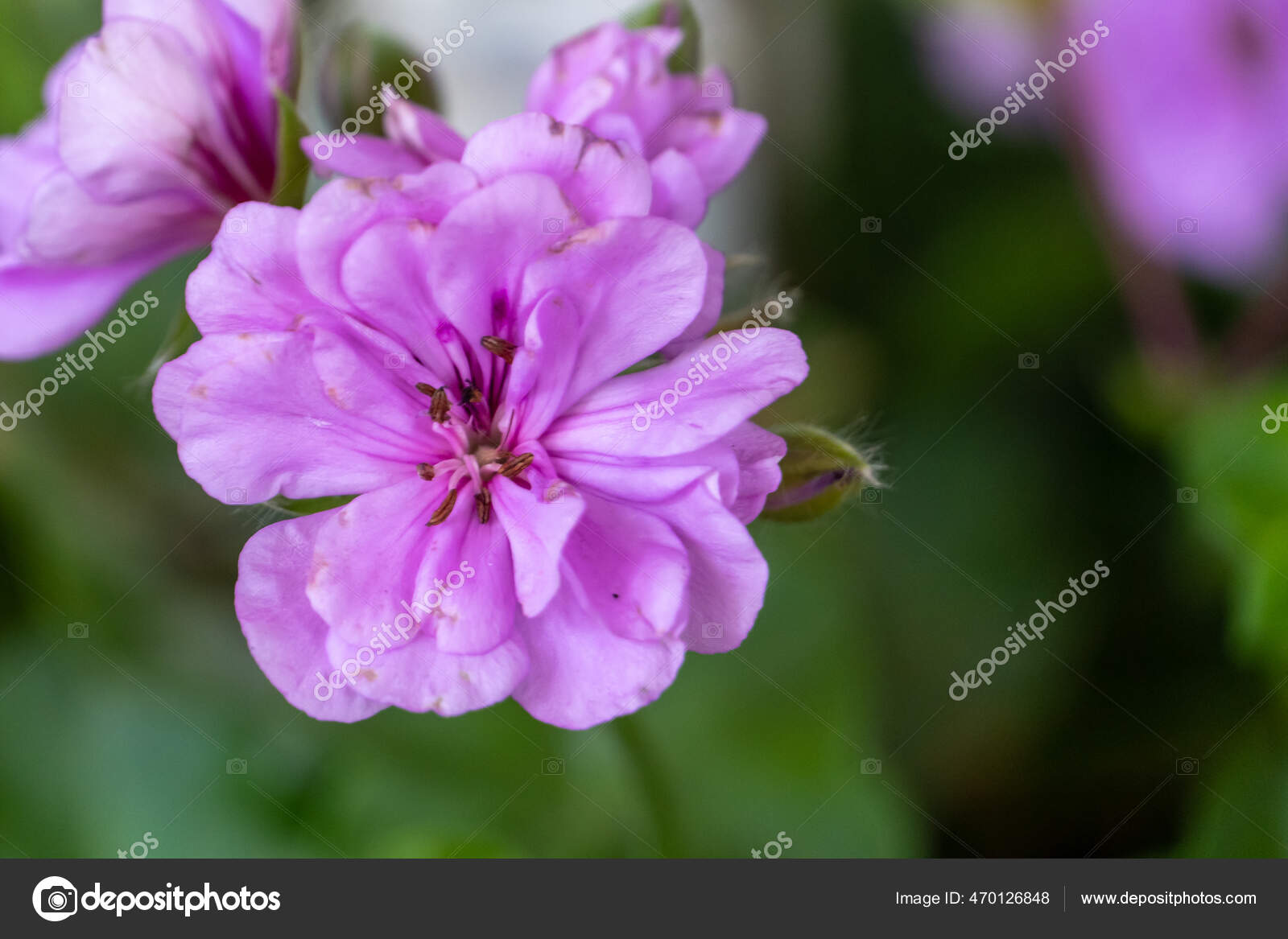 Ivy Leaved Geranium