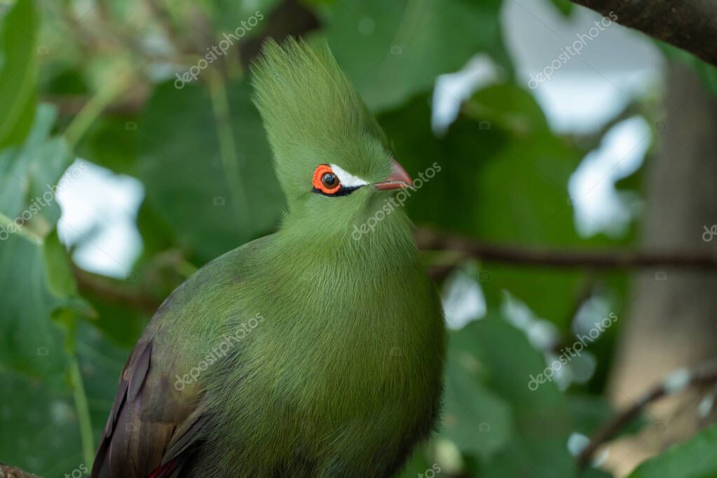 Guinea turaco (Tauraco persa) o el turaco verde o lourie verde posado ...