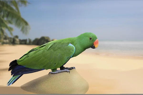 Parrot beaches Stock Photos, Royalty Free Parrot beaches Images ...