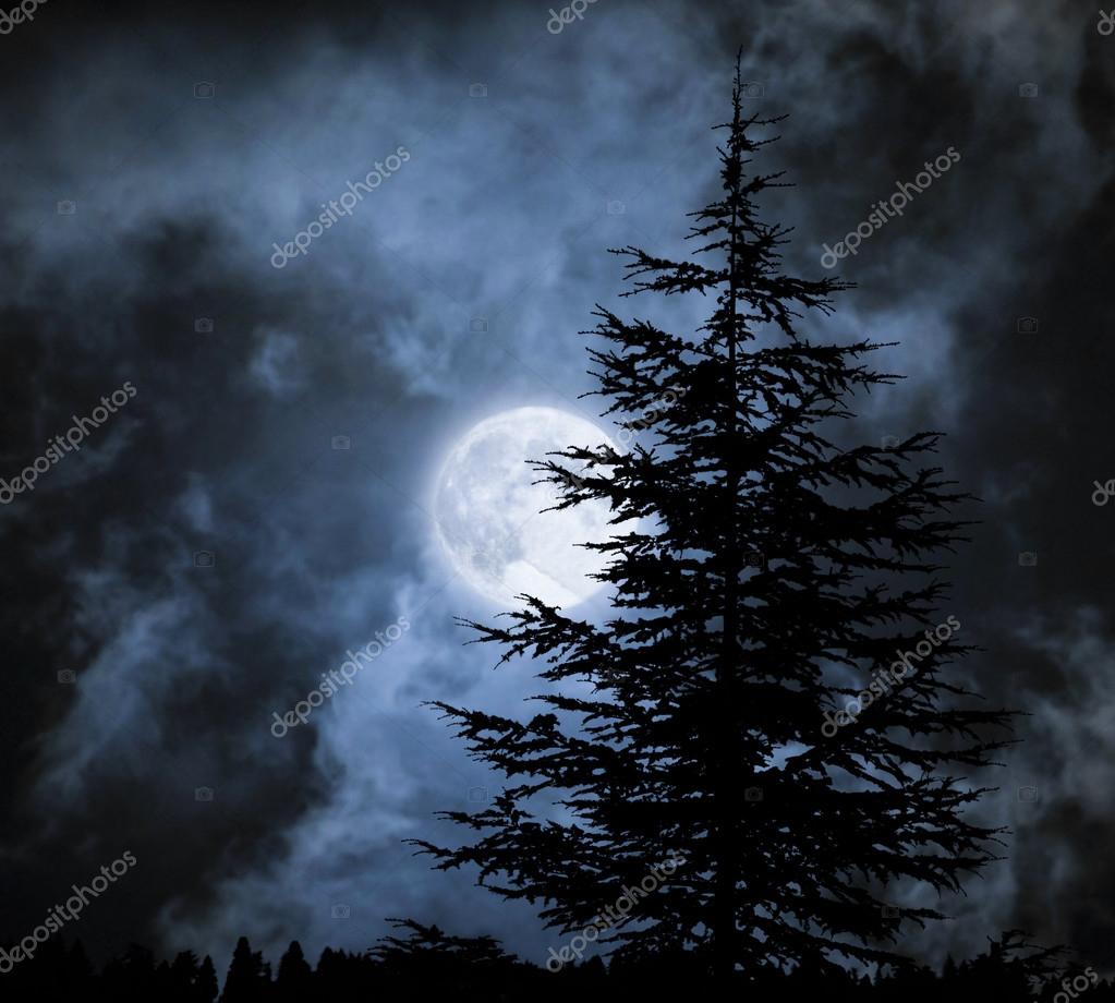 Pine Forest At Night With Moon