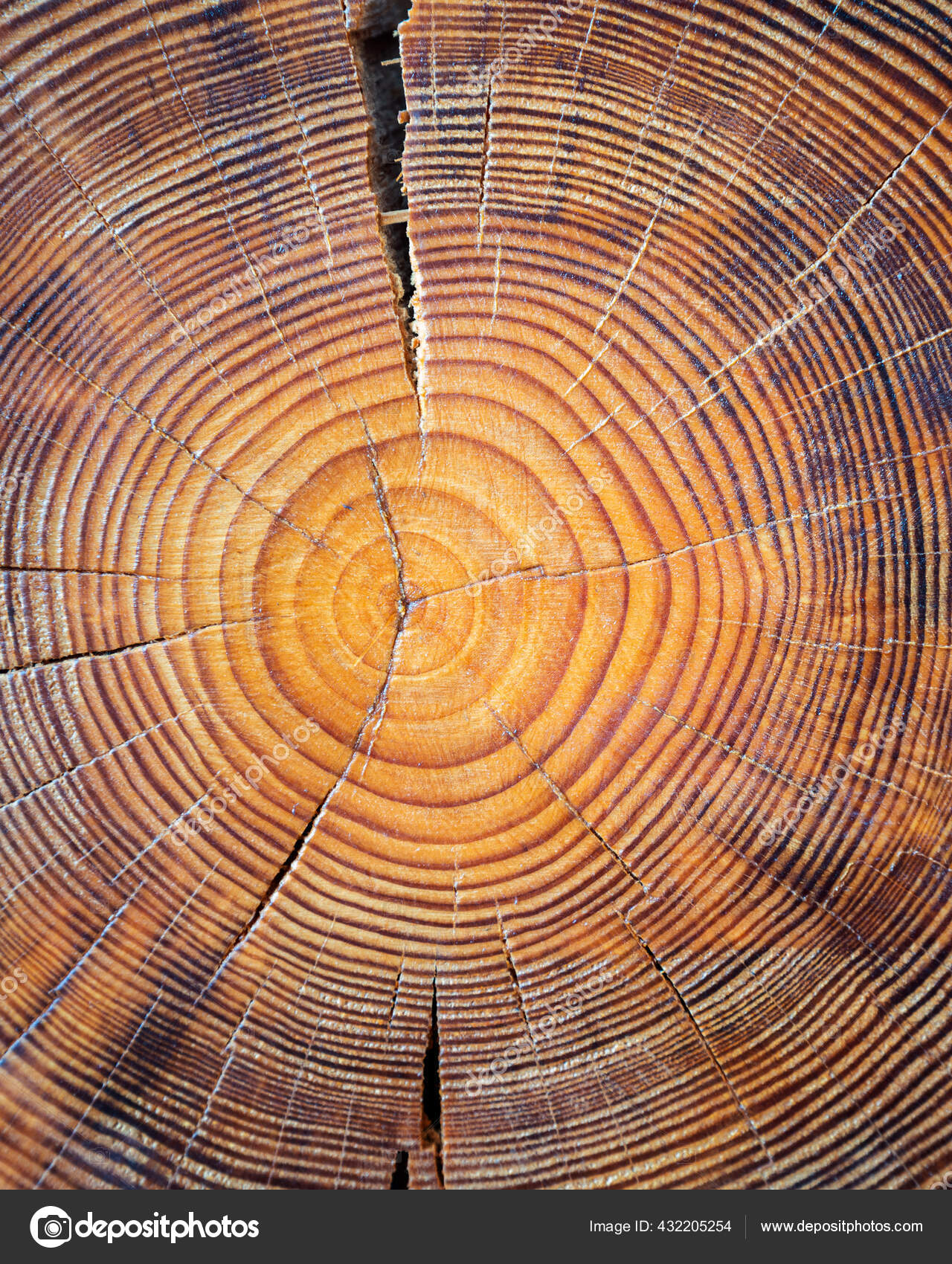 Close View Wood Core Sawn Mature Tree Section Cracks Rings Stock Photo ...