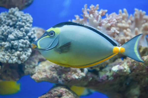 Purdy fish swimming in marine aquarium — Stock Photo © magone #185486914