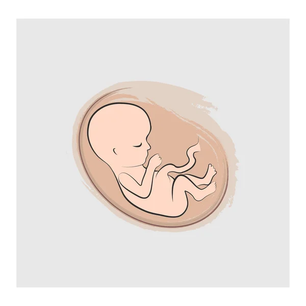 Embryo sketch illustration — Stock Vector © YokoDesign #118502822 Embryo sketch illustration — Stock Vector © YokoDesign #118502822