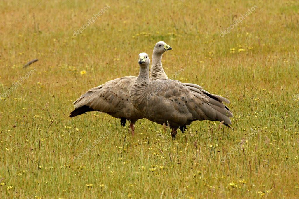 Cape Barren Goose, Cereopsis novaehollandiae, le gusta pastar en prados ...