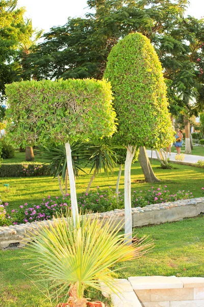 Qatar jardim Stock Photos, Royalty Free Qatar jardim Images | Depositphotos