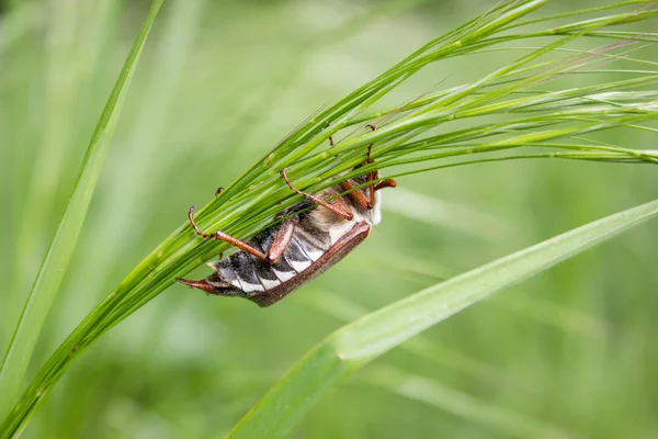 June bugs Stock Photos, Royalty Free June bugs Images | Depositphotos®