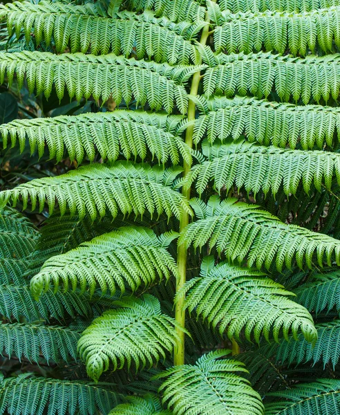 Fern new zealand Stock Photos, Royalty Free Fern new zealand Images ...