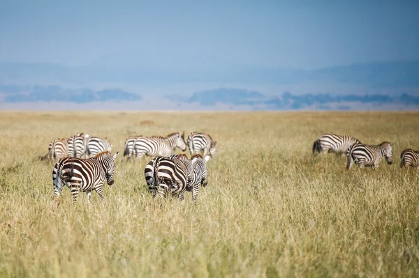 Safari migration patterns Stock Photos, Royalty Free Safari migration ...