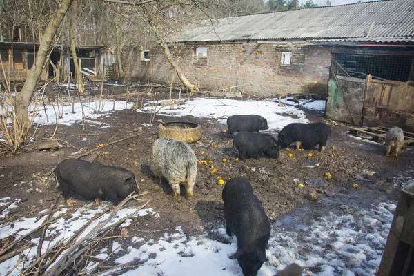 돼지 천국 Stock Photos, Royalty Free 돼지 천국 Images | Depositphotos