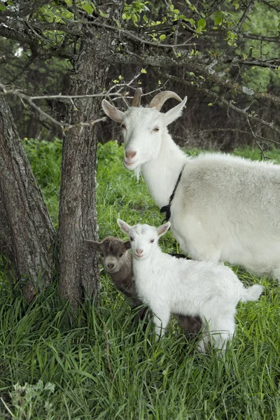 Spring near the bushes stands a goat with two young goats. - Stock ...