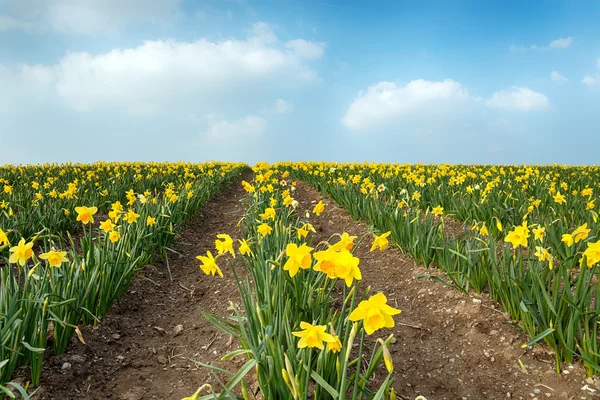 Daffodils nature landscape Stock Photos, Royalty Free Daffodils nature ...