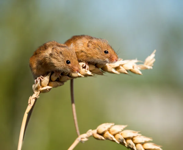 Harvest mice Stock Photos, Royalty Free Harvest mice Images ...