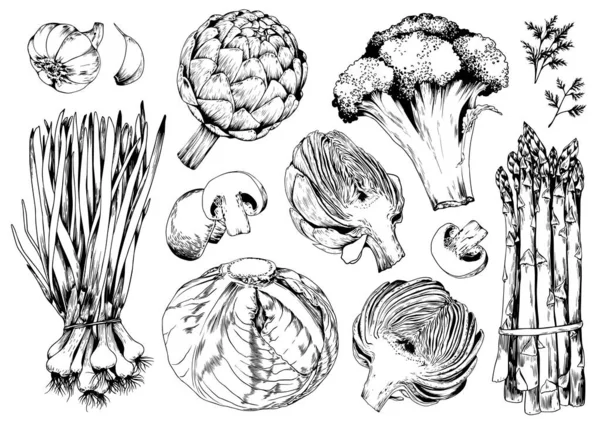 24,769,722 Green vegetables Vector Images | Depositphotos