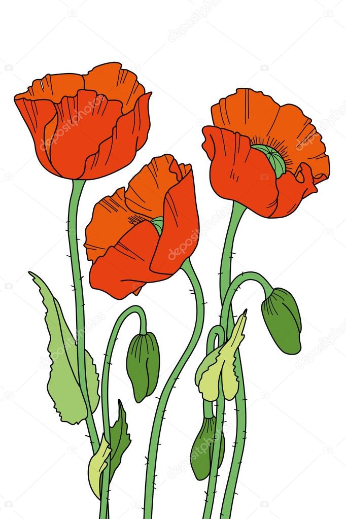 Red poppies hand drawn outline — Stock Vector © Skrolan_Kabi #87579842 Red poppies hand drawn outline — Stock Vector © Skrolan_Kabi #87579842