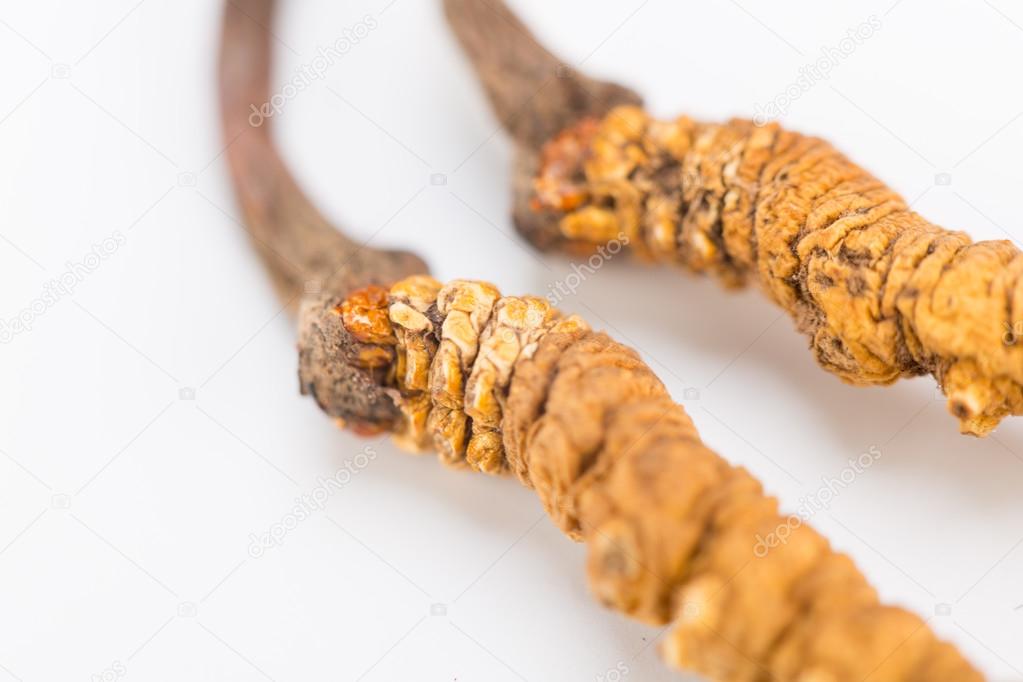 Yarsagumba Cordyceps sinesis Yartsa Gunbu used in Traditional Chinese ...