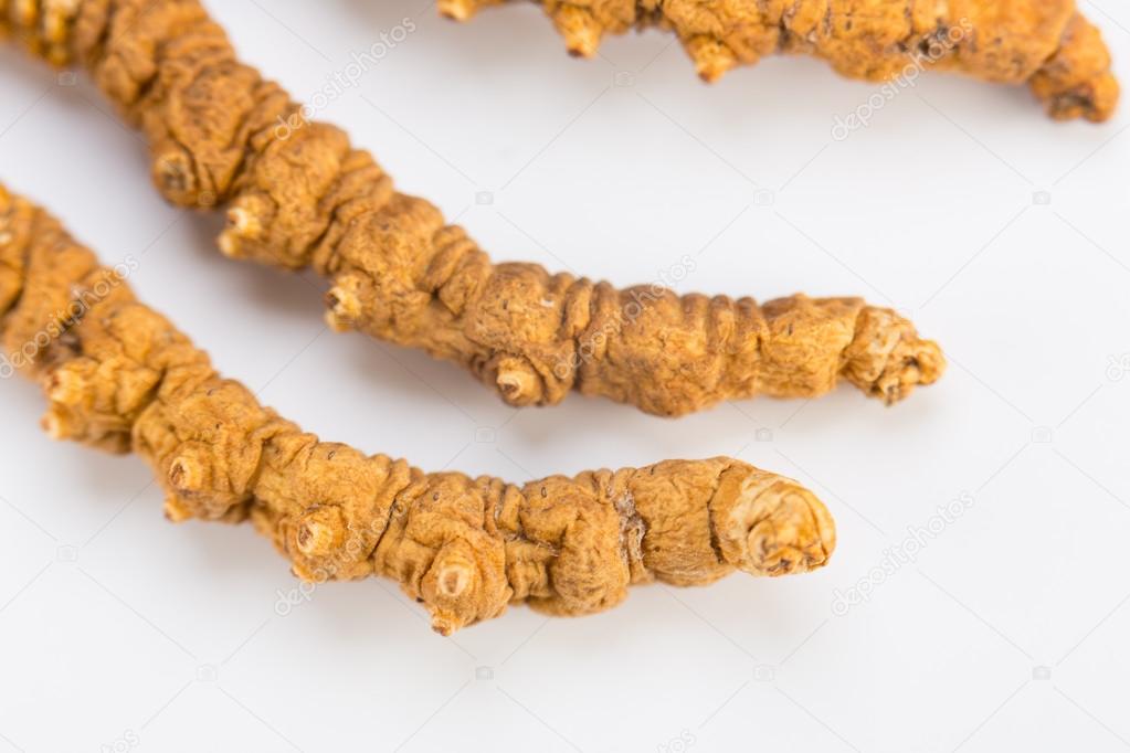 Yarsagumba Cordyceps sinesis Yartsa Gunbu used in Traditional Chinese ...