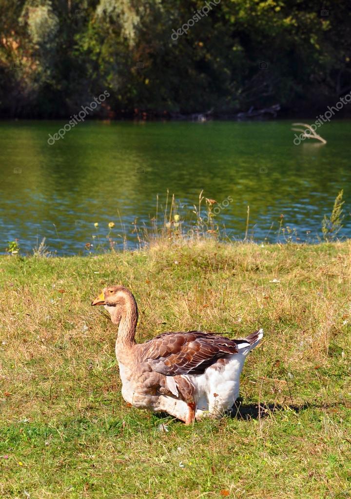 Big fat goose on a lawn — Stock Photo © drutska #122376784