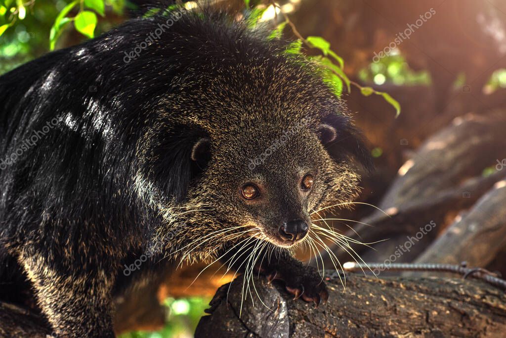 Binturong, también conocido como gato oso, se mueve en las ramas de los ...