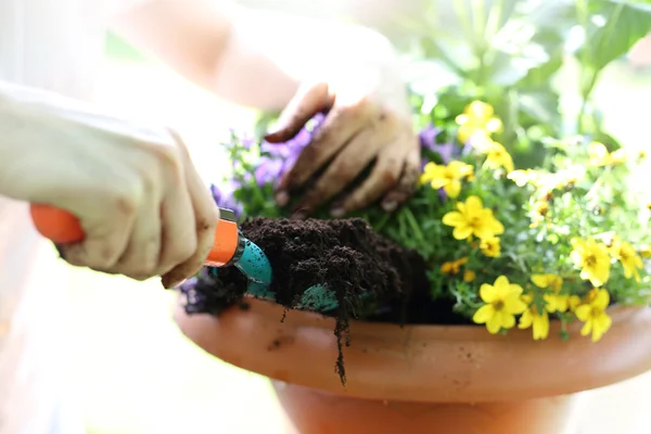 Watering plants - Stock Image - Everypixel