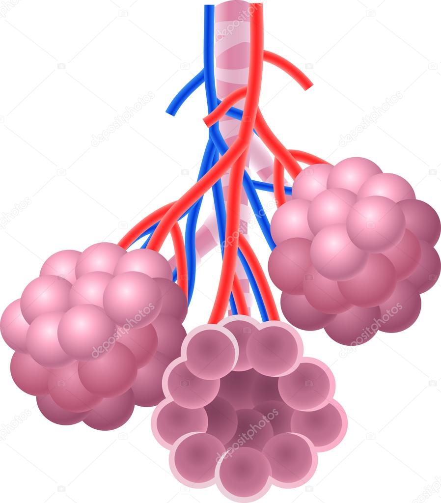 Ilustración de la estructura de Alvéolos humanos Anatomía 2024 Ilustración de la estructura de Alvéolos humanos Anatomía 2024