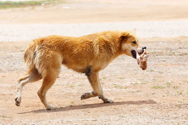 Ravenous Stock Photos, Royalty Free Ravenous Images | Depositphotos®